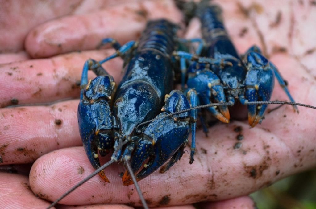 Dr. Zachary Loughman Assists in Blue Crayfish Find - WLU: News & Media ...